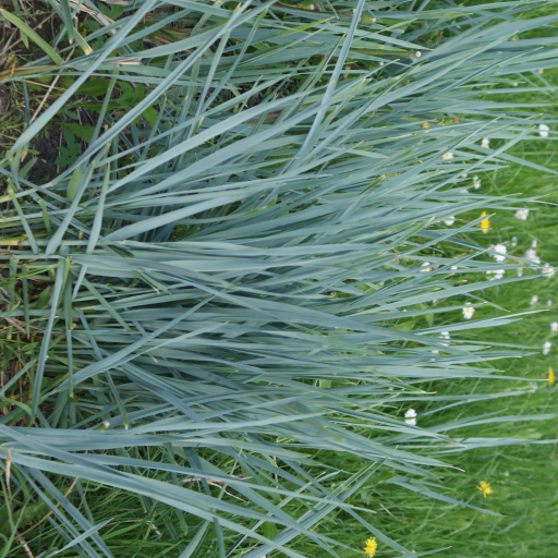 Fuegian Couch (Elymus Magellanicus) Plant Care & How to Grow, Water