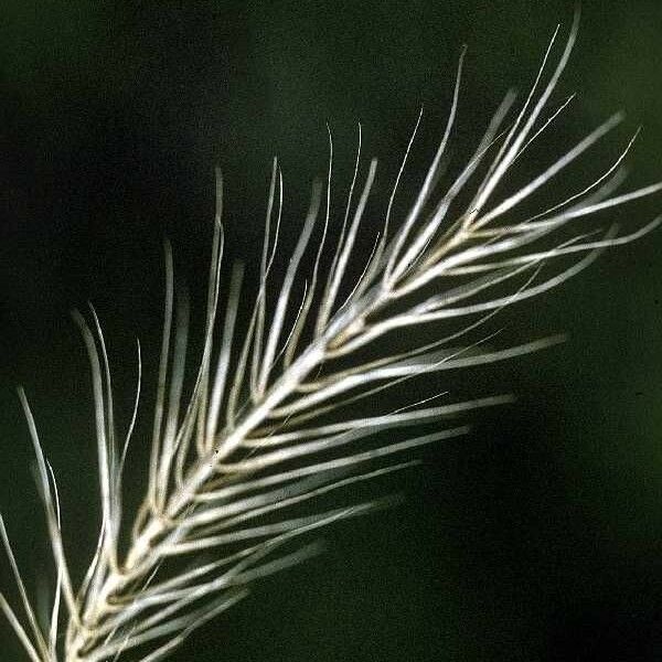 Riverbank Wildrye (Elymus Riparius) Care Guide: Water, Soil ...