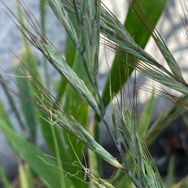 Elymus Tsukushiensis Plant Care & How to Grow, Water