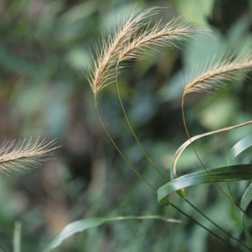 Hairy Wild Rye (Elymus Villosus) Plant Care & How to Grow, Water