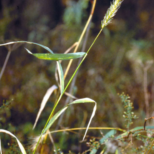 Virginia Wild Rye (Elymus Virginicus) Plant Care & How to Grow, Water