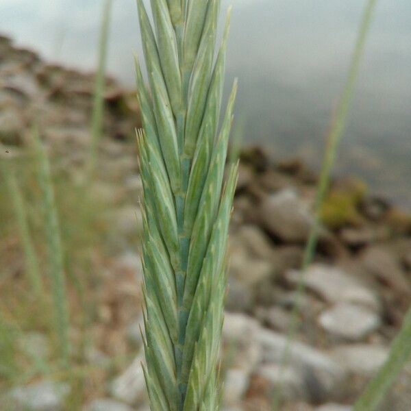 Elytrigia X Laxa Care Guide: Water, Soil & Propagation - Plantiary