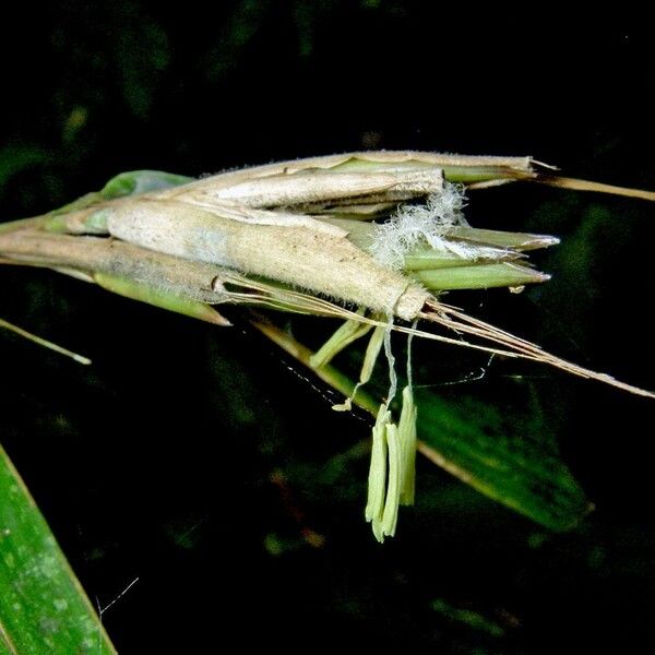 Elytrostachys Clavigera Plant Care & How to Grow, Water