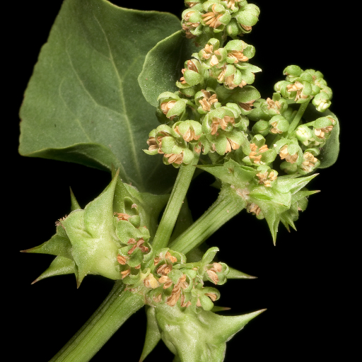 Doublegee (Emex Australis) Plant Care & How to Grow, Water