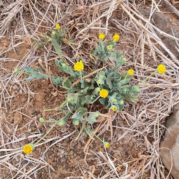 Emilia Discifolia Plant Care & How to Grow, Water