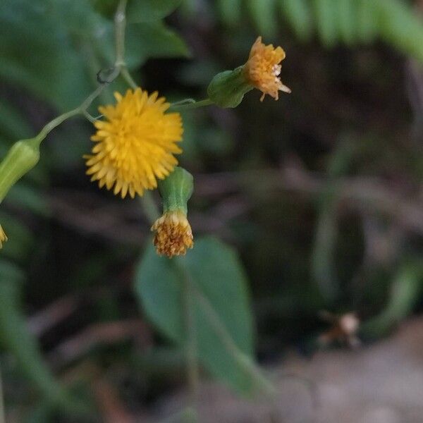 Emilia Graminea Plant Care & How to Grow, Water