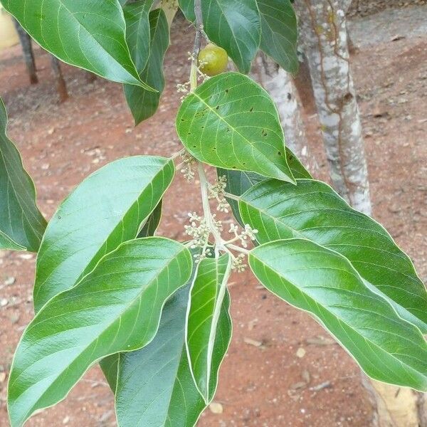 Emmotum Nitens Plant Care & How to Grow, Water