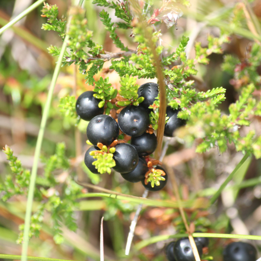 Crowberry (Empetrum Nigrum) Plant Care & How to Grow, Water