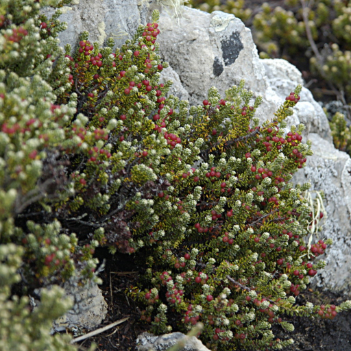 Empetrum Rubrum Plant Care & How to Grow, Water
