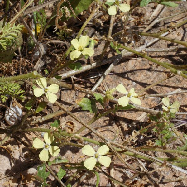 Enarthrocarpus Arcuatus Plant Care & How to Grow, Water