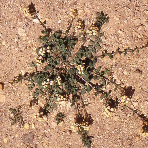 Enarthrocarpus Clavatus Plant Care & How to Grow, Water