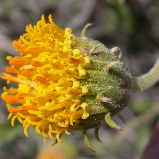 Button Brittlebush (Encelia Frutescens) Plant Care & How to Grow, Water