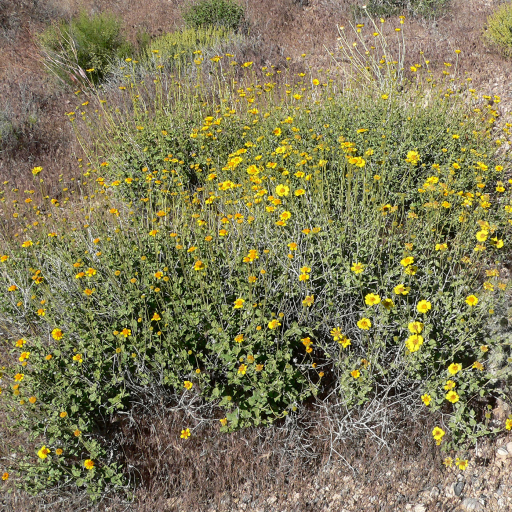Virgin River Brittlebush (Encelia Virginensis) Plant Care & How to Grow ...