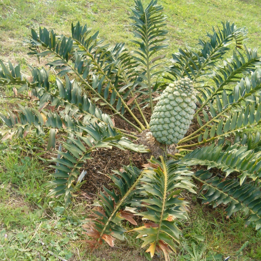 Alexandria Cycad (Encephalartos Arenarius) Plant Care & How to Grow, Water