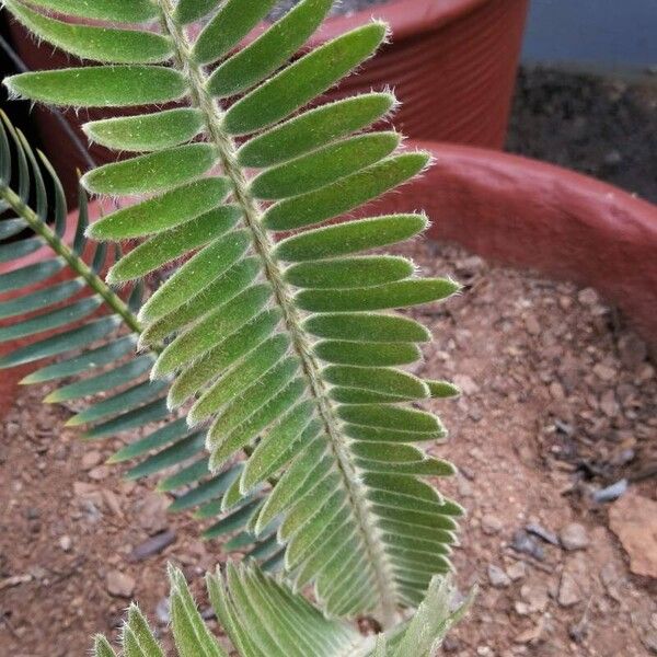Escarpment Cycad (Encephalartos Brevifoliolatus) Care Guide: Water ...