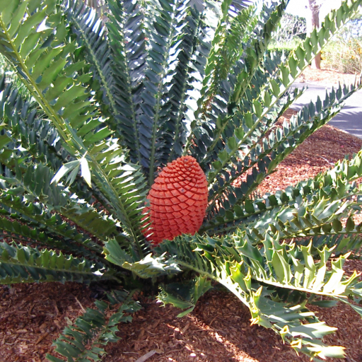 Maputaland Cycad (Encephalartos Ferox) Plant Care & How to Grow, Water