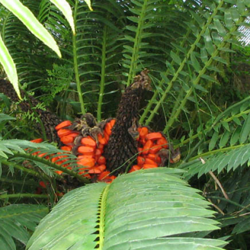 Lebombo Cycad (Encephalartos Lebomboensis) Plant Care & How to Grow, Water