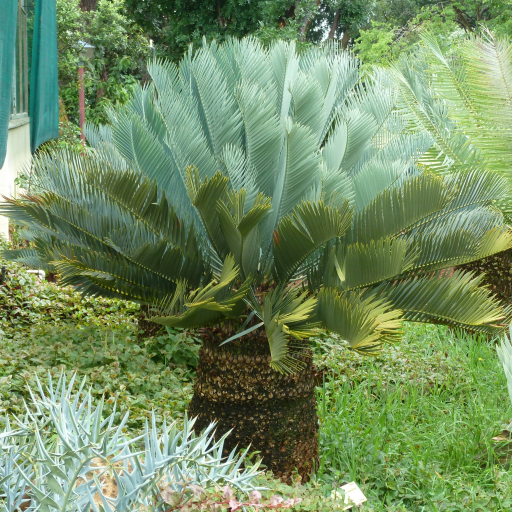 Kei Cycad (Encephalartos Princeps) Plant Care & How to Grow, Water