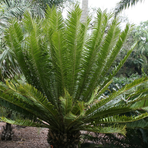 Kenyan Giant Cycad (Encephalartos Tegulaneus) Plant Care & How to Grow ...