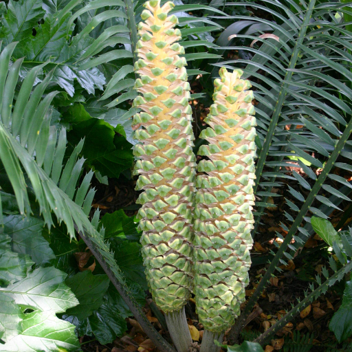 Ground Cycad (Encephalartos Villosus) Plant Care & How to Grow, Water