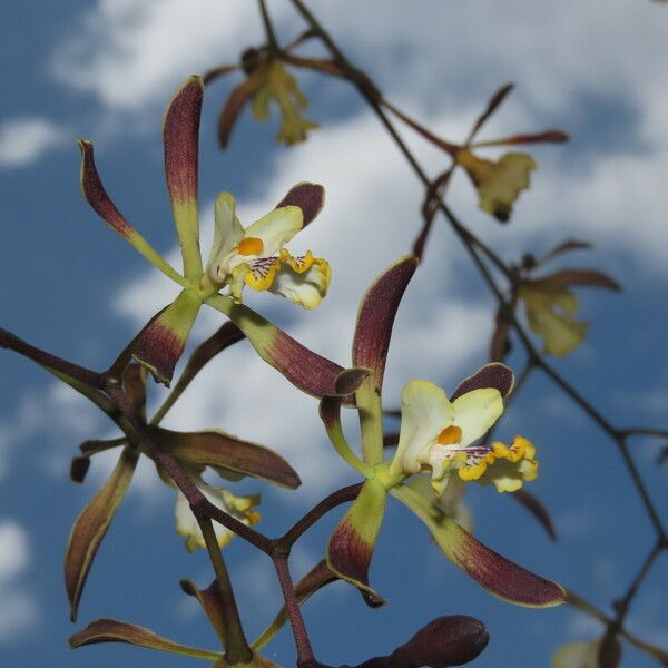 Apples (Malus) Plant Care & How to Grow, Water