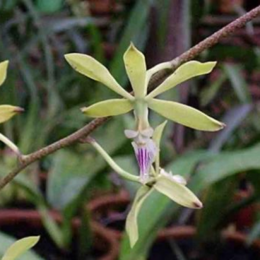 Encyclia Ceratistes Plant Care & How to Grow, Water