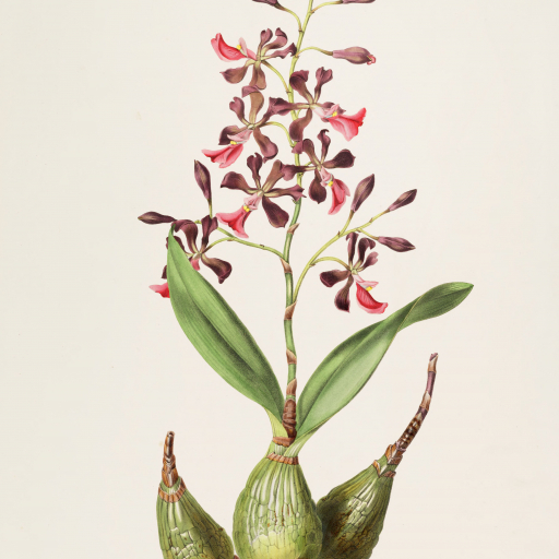 Large-Lipped Encyclia (Encyclia Cordigera) Plant Care & How to Grow, Water