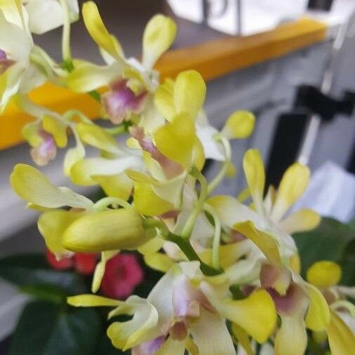 Rufous Butterfly Orchid (Encyclia Rufa) Plant Care & How to Grow, Water