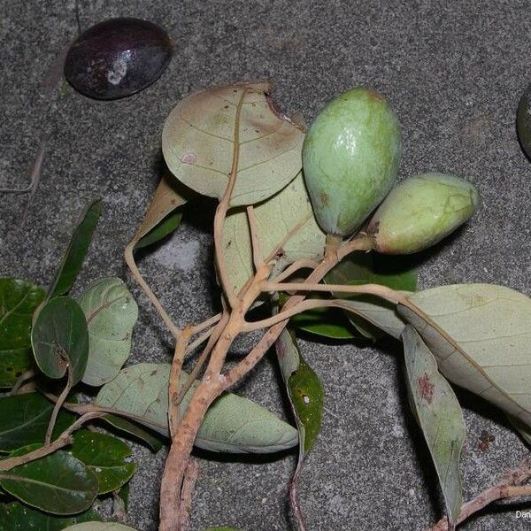 Endiandra Neocaledonica Plant Care & How to Grow, Water