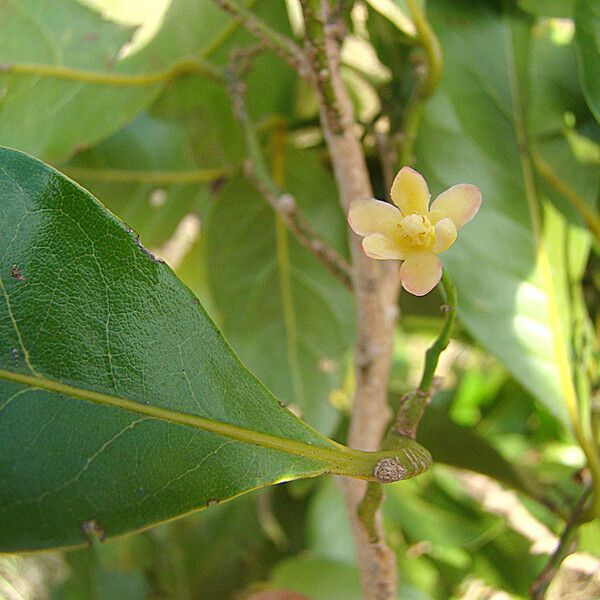 Endiandra Polyneura Plant Care & How to Grow, Water