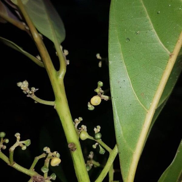 Endlicheria Formosa Plant Care & How to Grow, Water