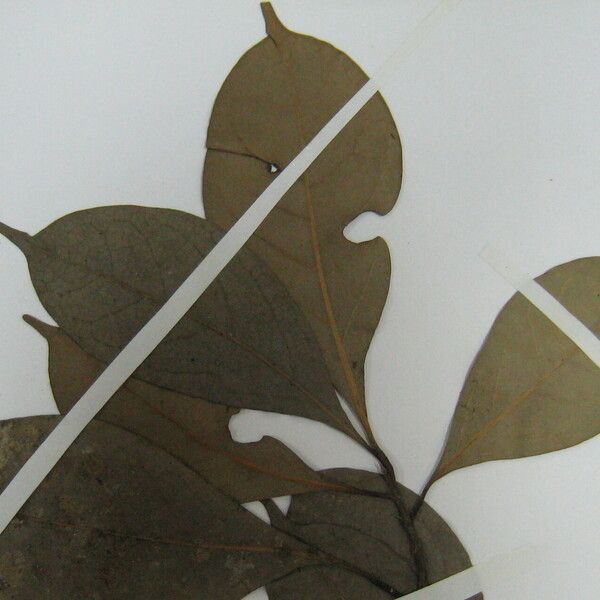 Endlicheria Punctulata Plant Care & How to Grow, Water