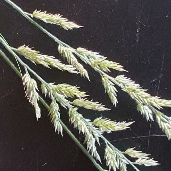 Soft Feather Pappusgrass (Enneapogon Cenchroides) Plant Care & How to ...