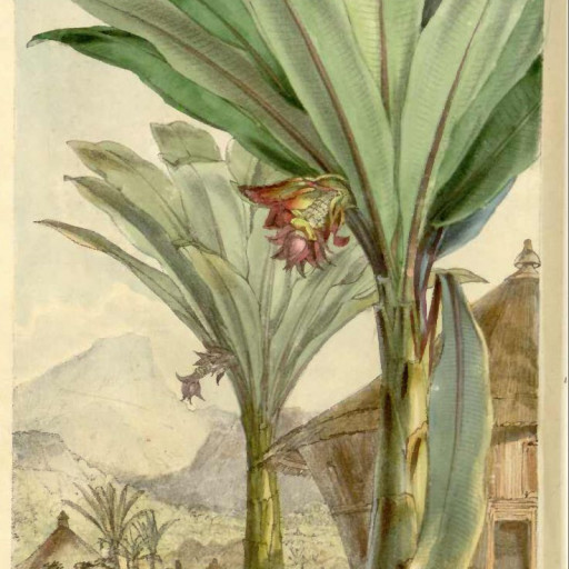 Red Banana Red Abyssinian Banana (Ensete Ventricosum) Plant Care & How ...