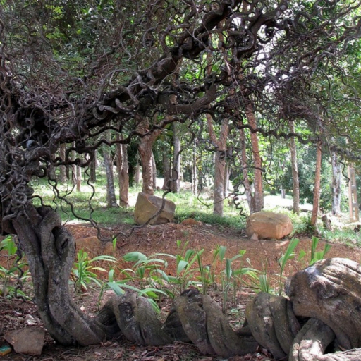 Nicker-Bean (Entada Gigas) Plant Care & How to Grow, Water