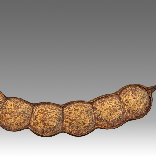 Matchbox-Bean (Entada Phaseoloides) Plant Care & How to Grow, Water