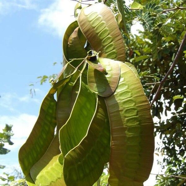 Callingcard Vine (Entada Polystachya) Plant Care & How to Grow, Water