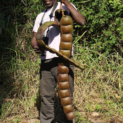 Sea-Bean (Entada Rheedii) Plant Care & How to Grow, Water