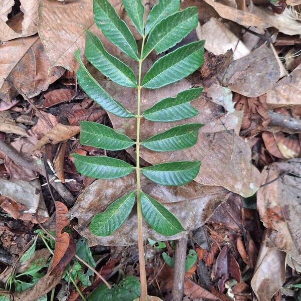 Cedar Kokoti (Entandrophragma Candollei) Care Guide: Water, Soil ...