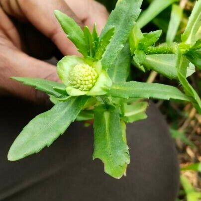 Buffalo-Spinach (Enydra Fluctuans) Plant Care & How to Grow, Water