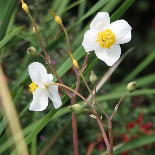 Snow Poppy (Eomecon Chionantha) Plant Care & How to Grow, Water