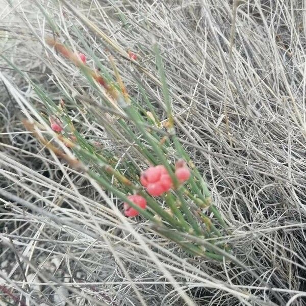 Ephedra Compacta Care Guide: Water, Soil & Propagation - Plantiary