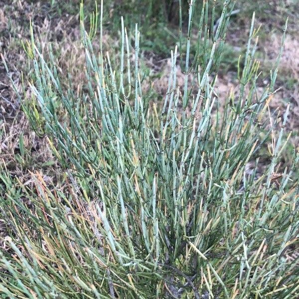 Mongolian Ephedra (Ephedra Equisetina) Plant Care & How to Grow, Water