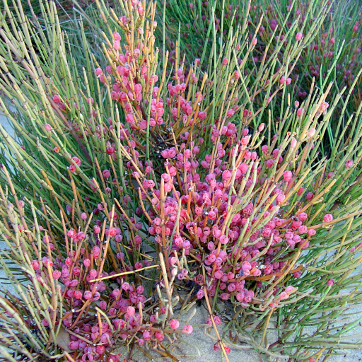 Joint Pine (Ephedra Fragilis) Plant Care & How to Grow, Water