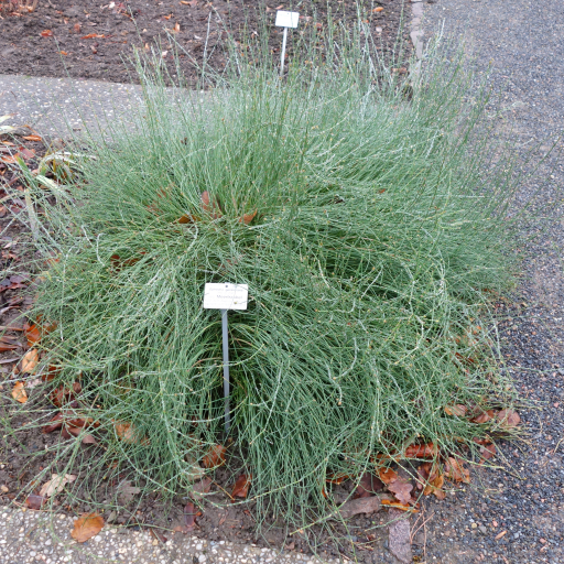 Gerard Jointfir (Ephedra Gerardiana) Plant Care & How to Grow, Water