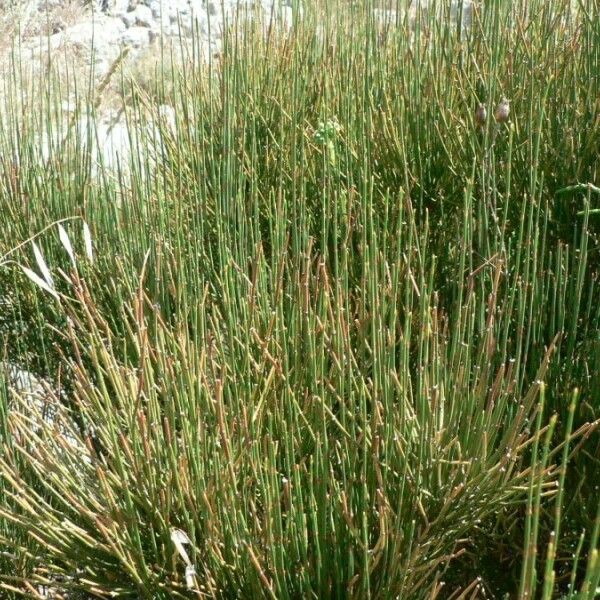 Hum (Ephedra Major) Plant Care & How to Grow, Water