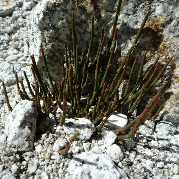 Ephedra Rupestris Plant Care & How to Grow, Water