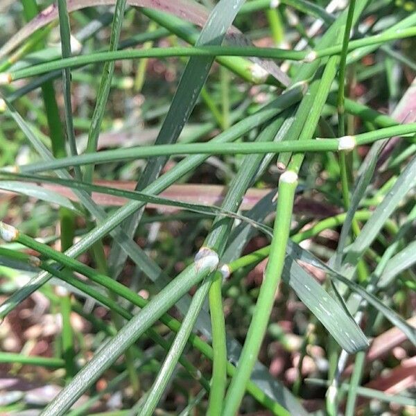 Ephedra Tweedieana Plant Care & How to Grow, Water