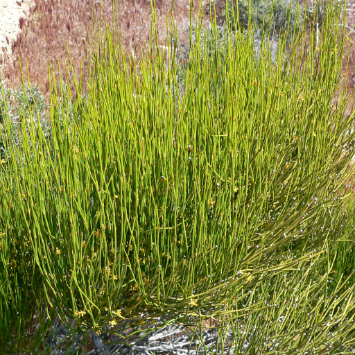 Green Ephedra (Ephedra Viridis) Plant Care & How to Grow, Water