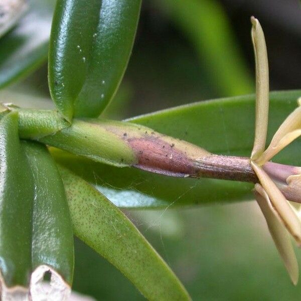 Acuna's Star Orchid (Epidendrum Acunae) Plant Care & How to Grow, Water